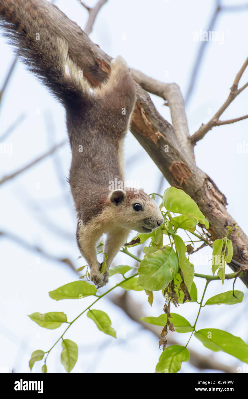 Squirrel were hung on the branches Stock Photo - Alamy