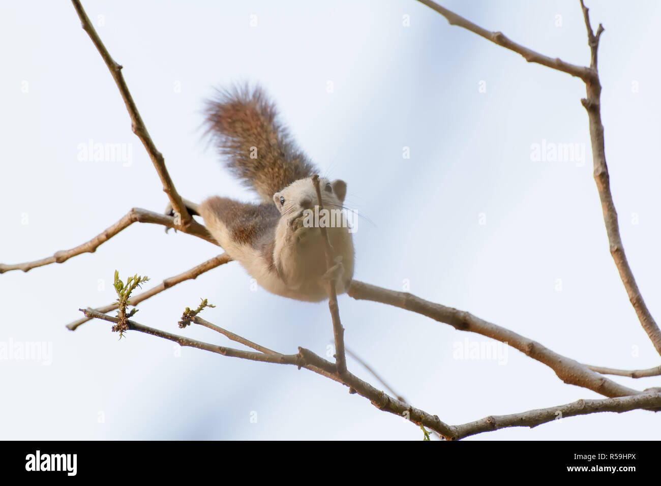 Squirrel were hung on the branches Stock Photo - Alamy