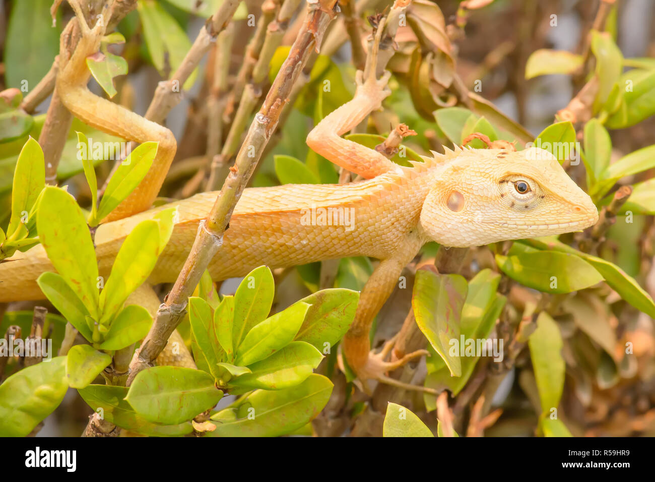 Chameleon on the tree Stock Photo - Alamy