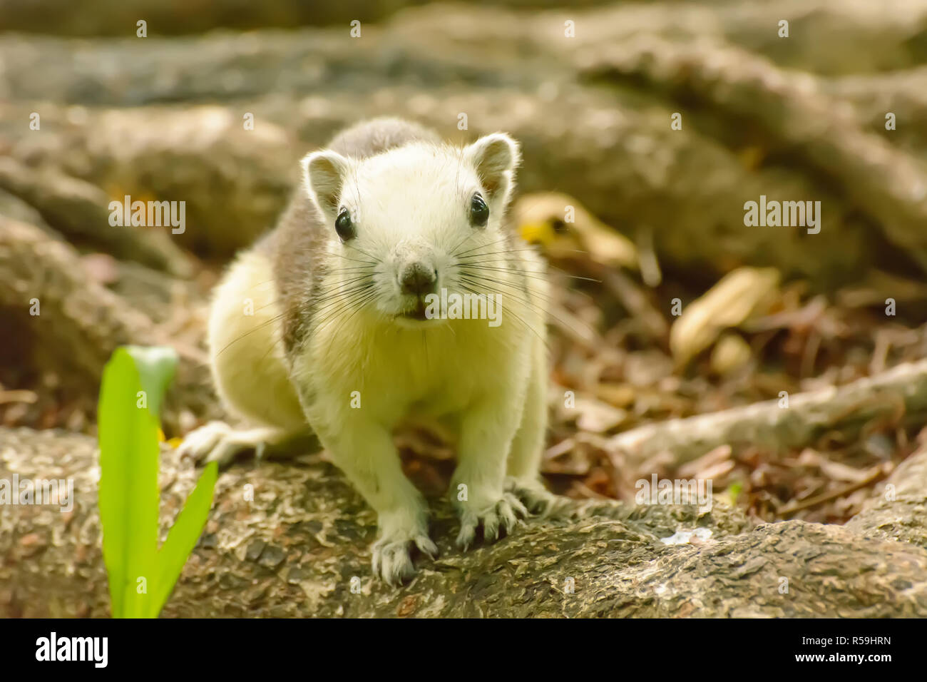 The little squirrel in the forest Stock Photo - Alamy