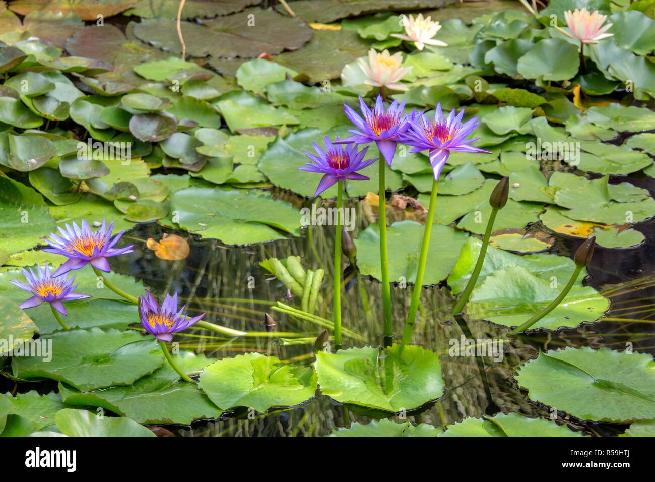 White lilies island hi-res stock photography and images - Alamy