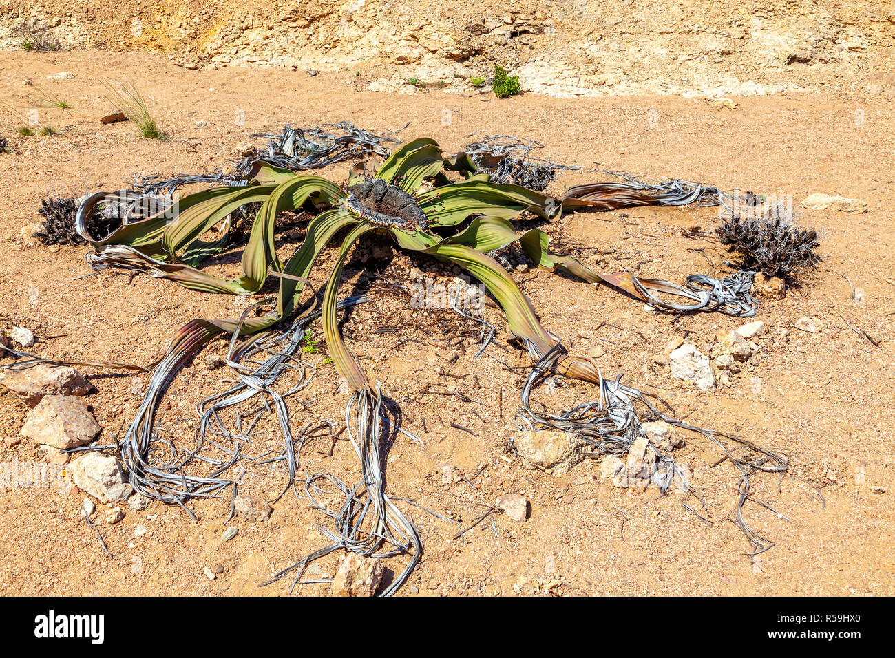 Desolation with only a few hardy plants in the arid Namib desert on the ...