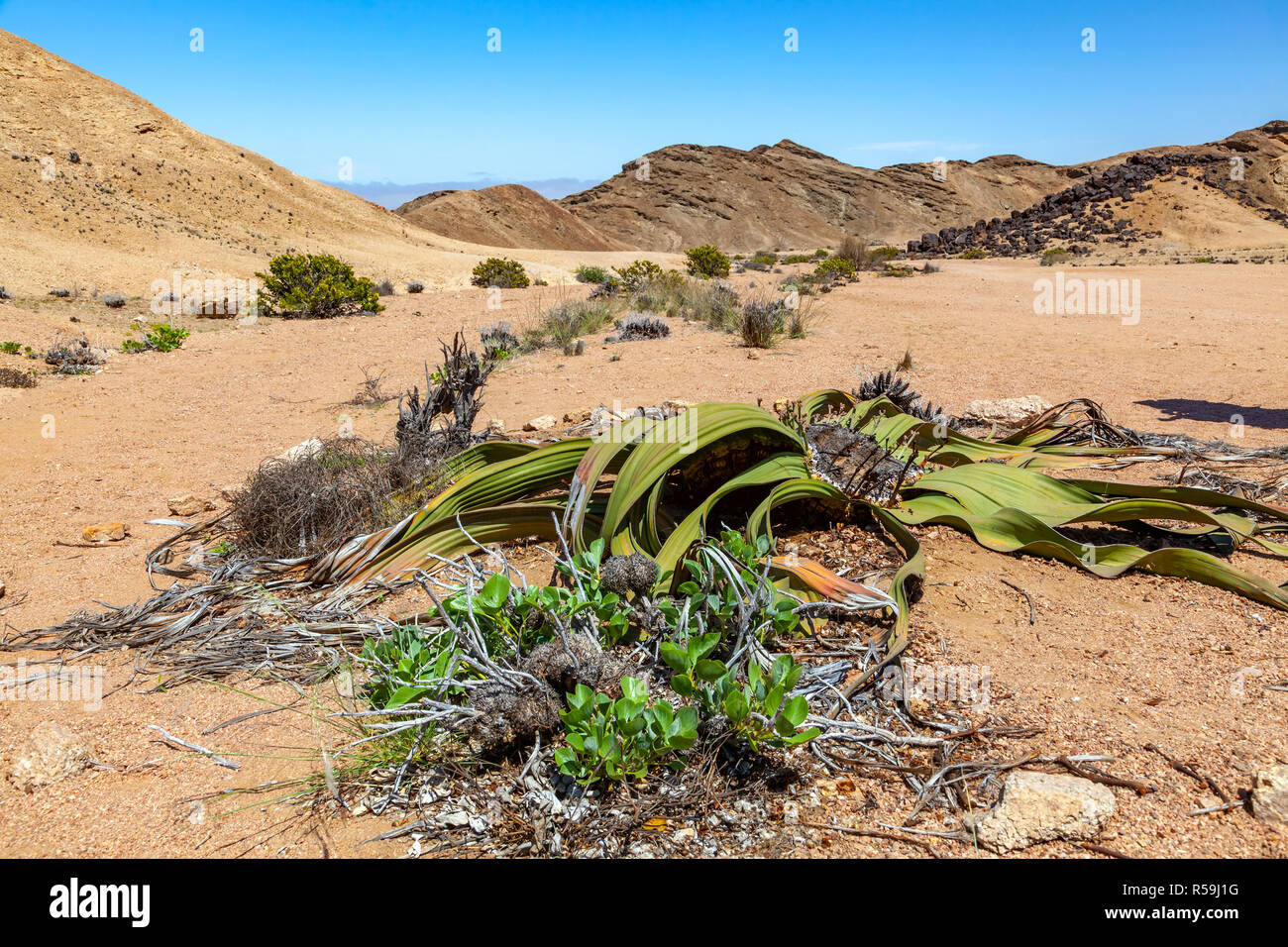 Namib Desert Plants