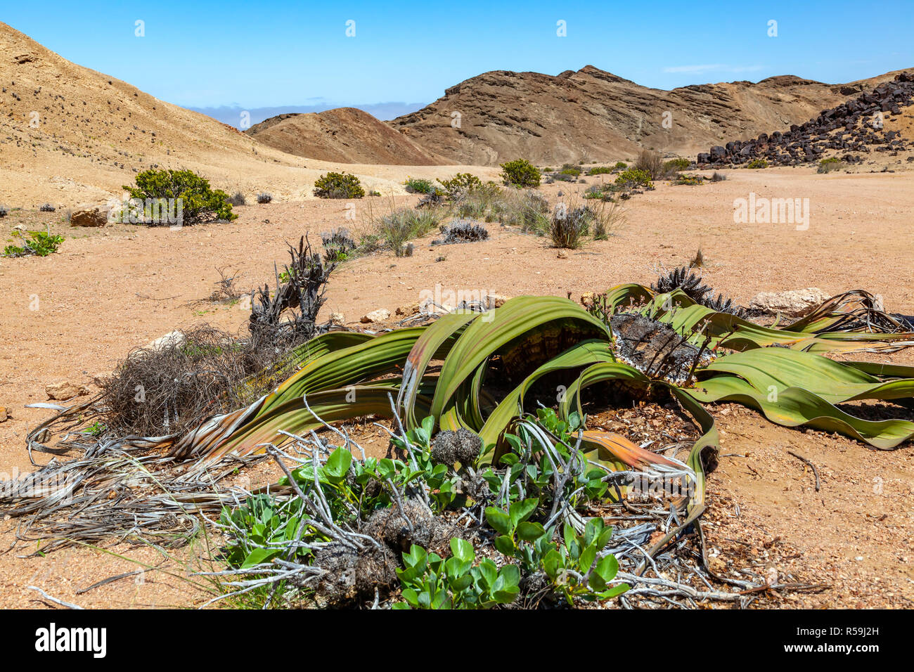 Desolation With Only A Few Hardy Plants In The Arid Namib Desert On The Skeleton Coast Of