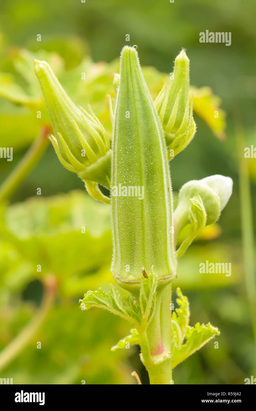 Roselle farm hi-res stock photography and images - Alamy