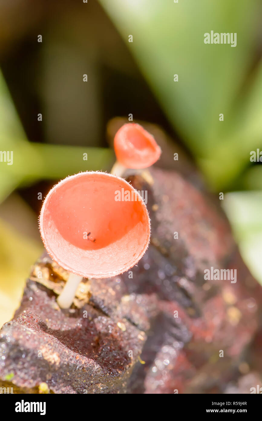 Red cup fungi cookeina sulcipes hi-res stock photography and images - Alamy