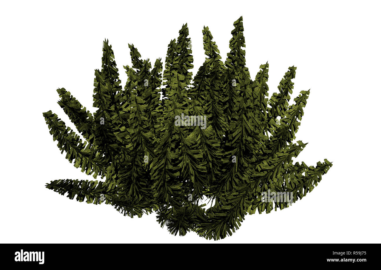 bush of a green plant Stock Photo - Alamy