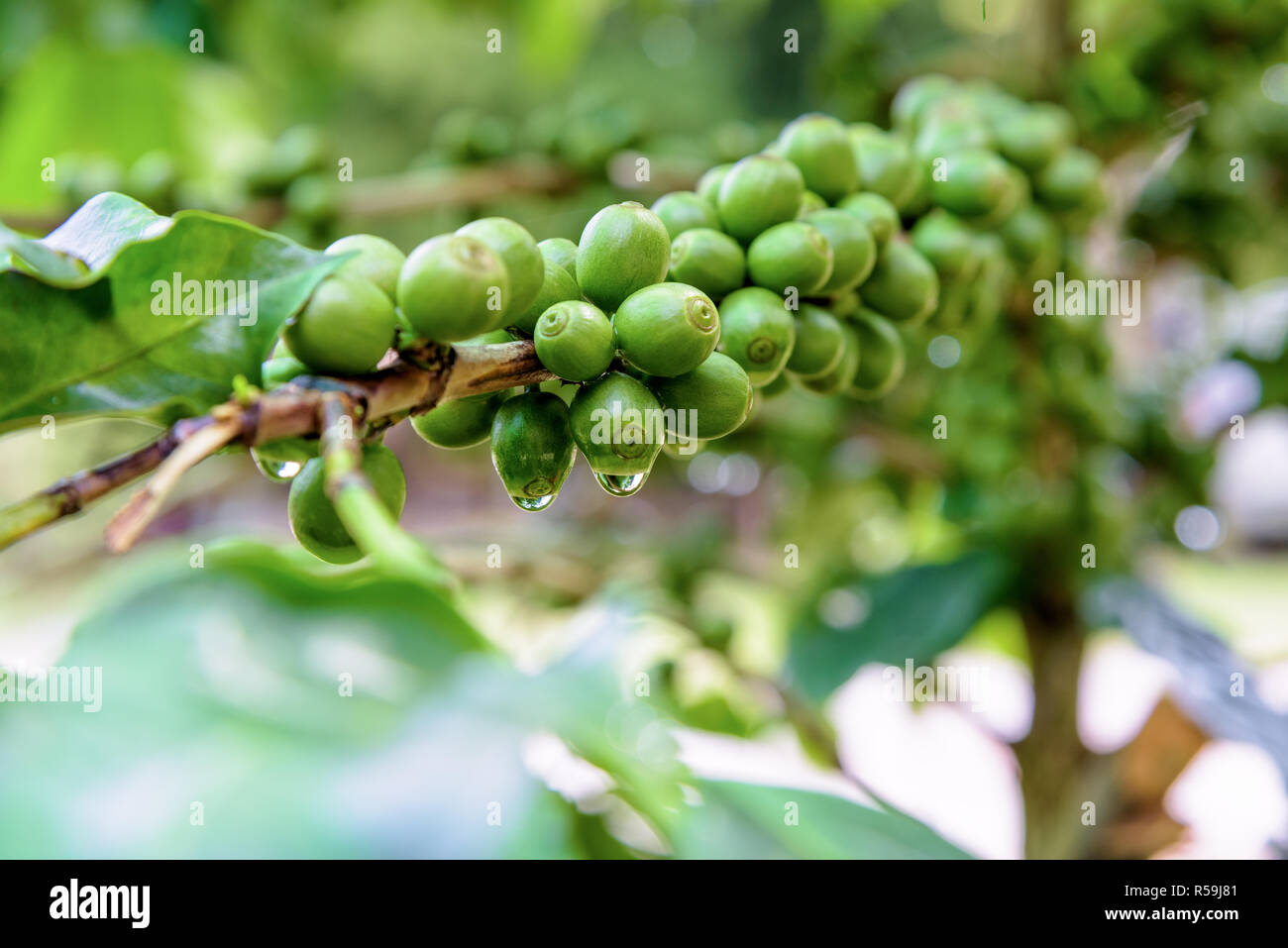 Green coffee berry Stock Photo - Alamy