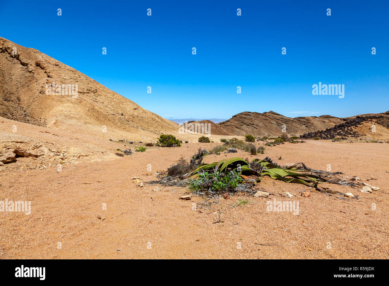 Desolation With Only A Few Hardy Plants In The Arid Namib Desert On The Skeleton Coast Of
