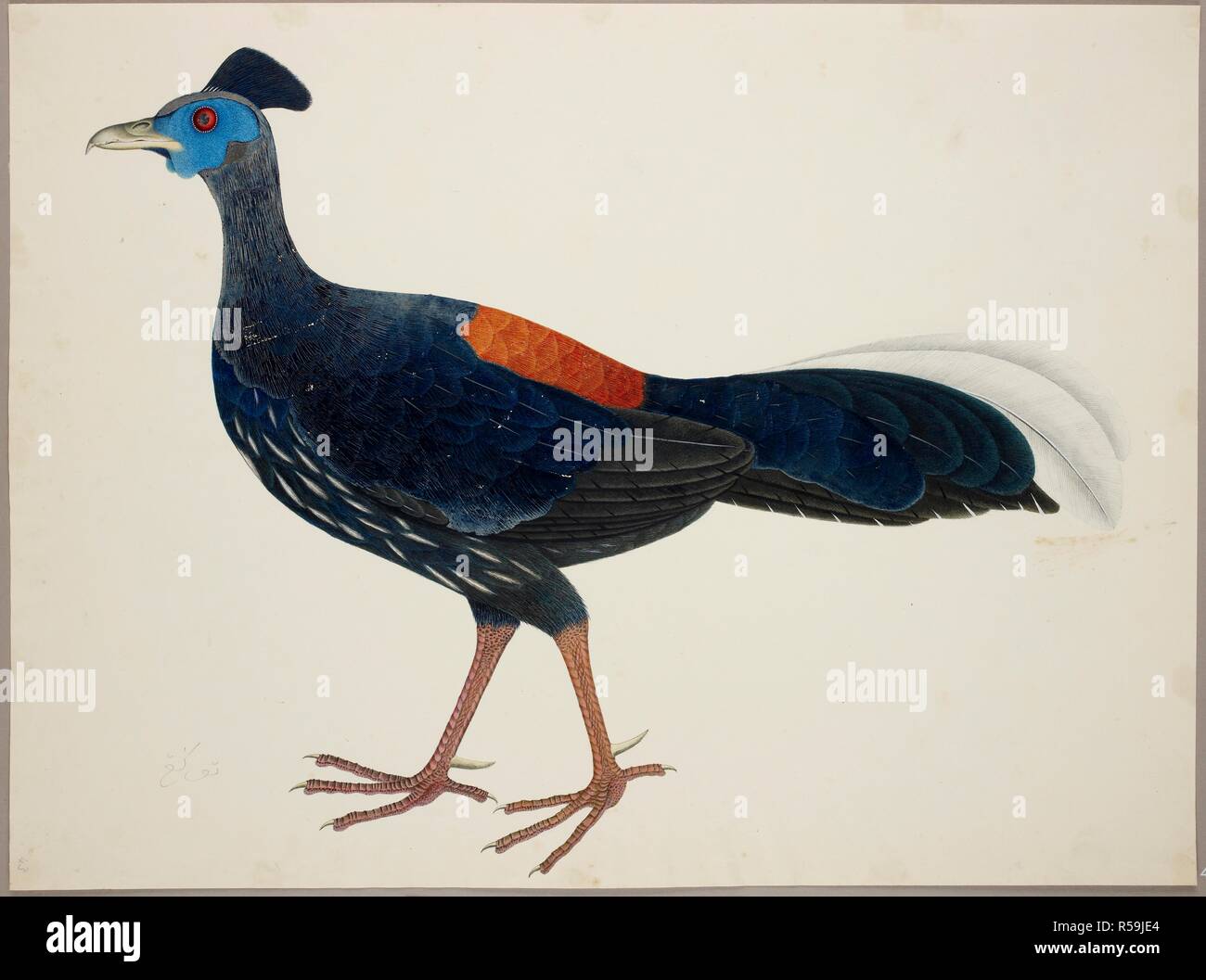 Crested fireback pheasant hi-res stock photography and images - Alamy