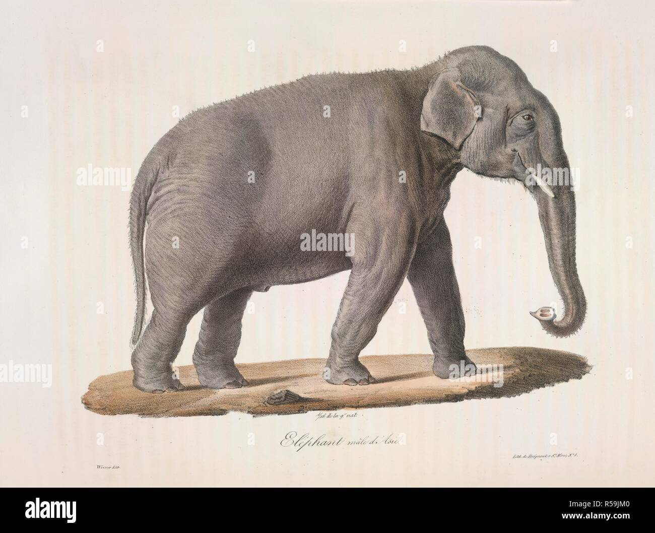 Phant hi-res stock photography and images - Alamy