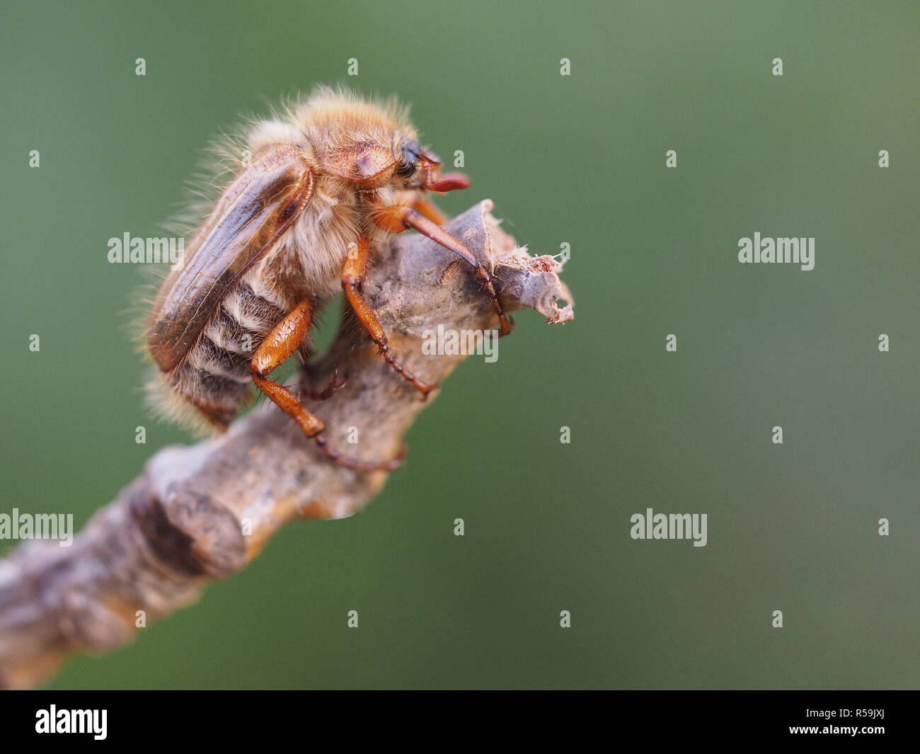 Junika fer hi-res stock photography and images - Alamy