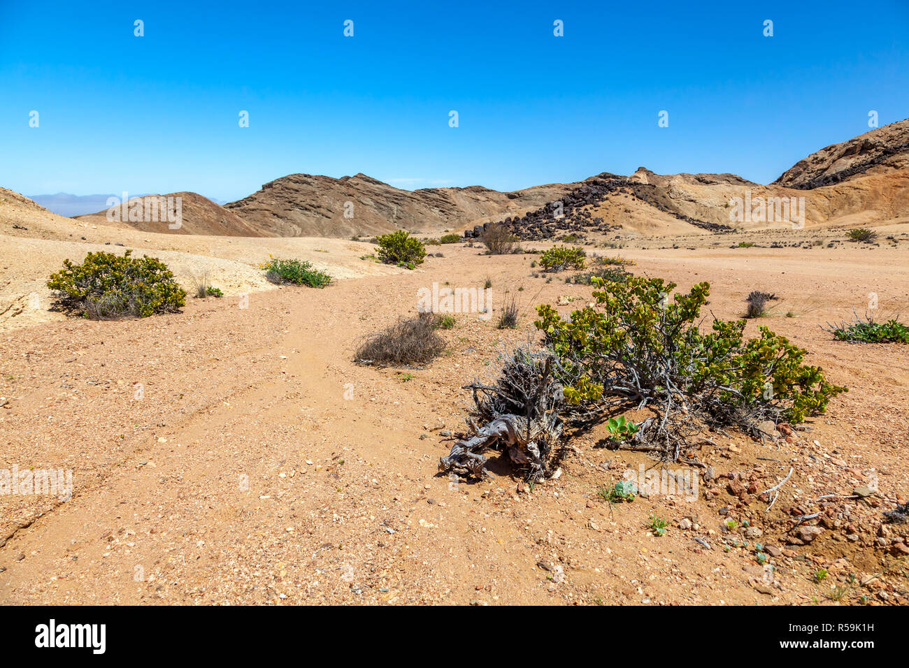 Namib Desert Plants