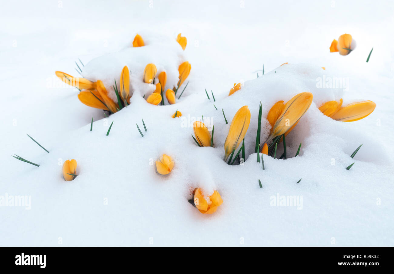 Crocuses closed hi-res stock photography and images - Alamy