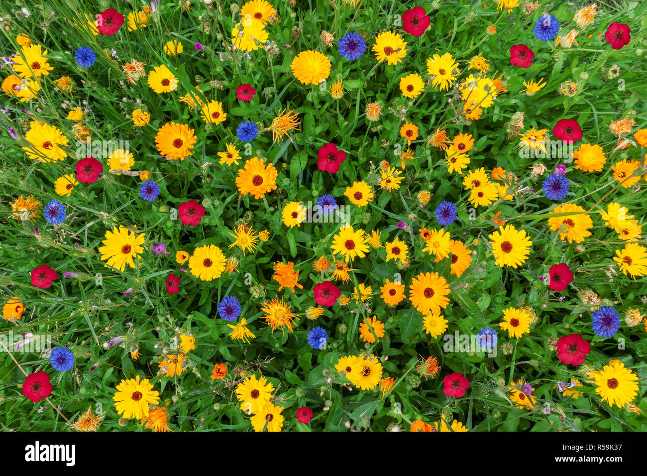 Colorful flower meadow in summer Stock Photo - Alamy