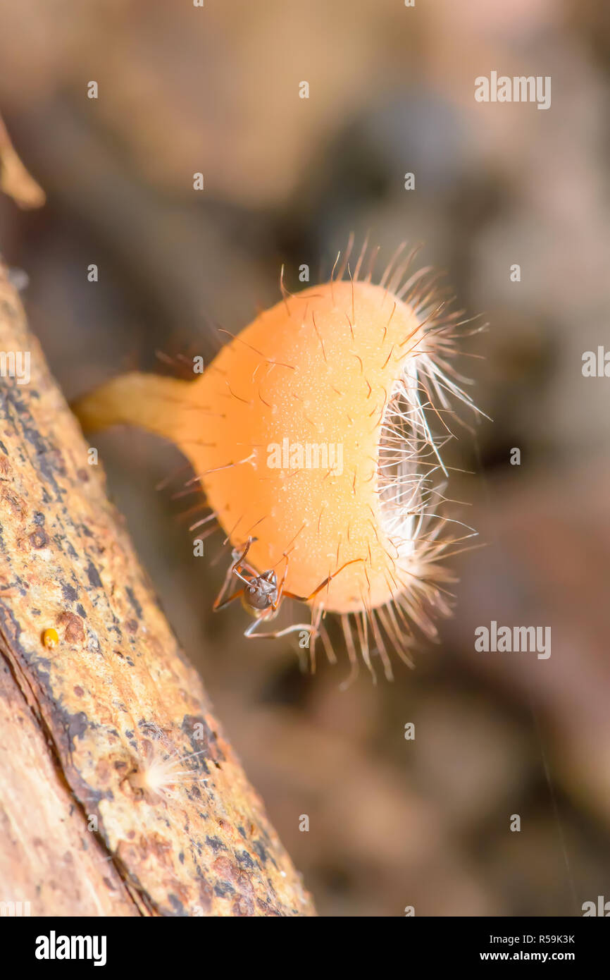 Cookeina sulcipes hi-res stock photography and images - Alamy