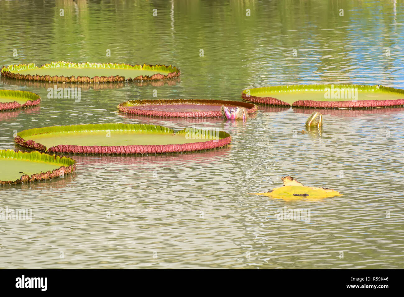 Victoria waterlily or Victoria amazonica Stock Photo - Alamy