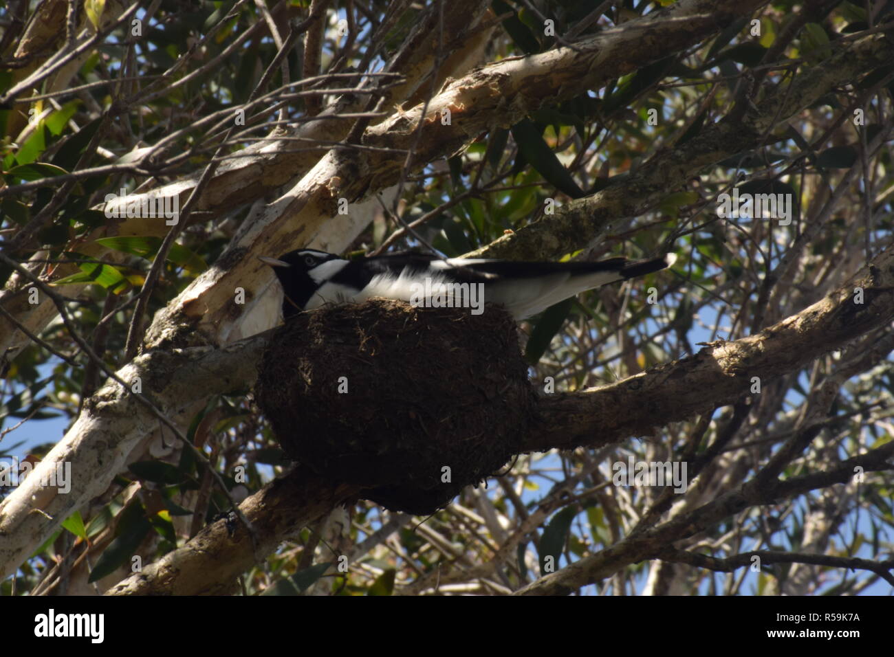 Suburb bird hi-res stock photography and images - Alamy