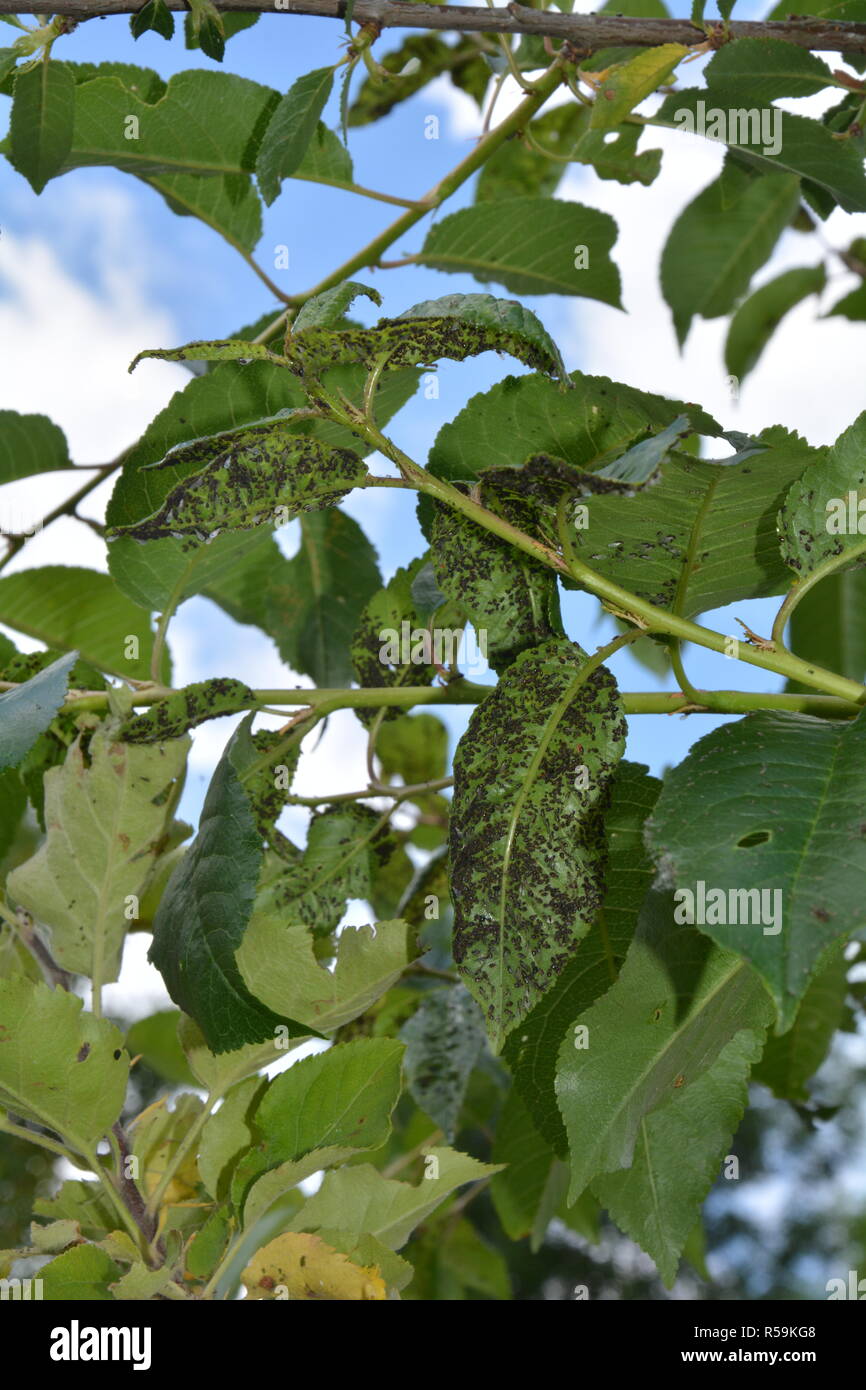 many aphids on cherry tree leaves Stock Photo - Alamy