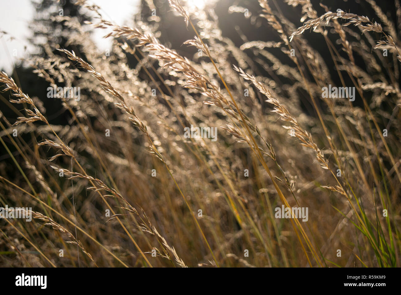 Windy summer hi-res stock photography and images - Alamy