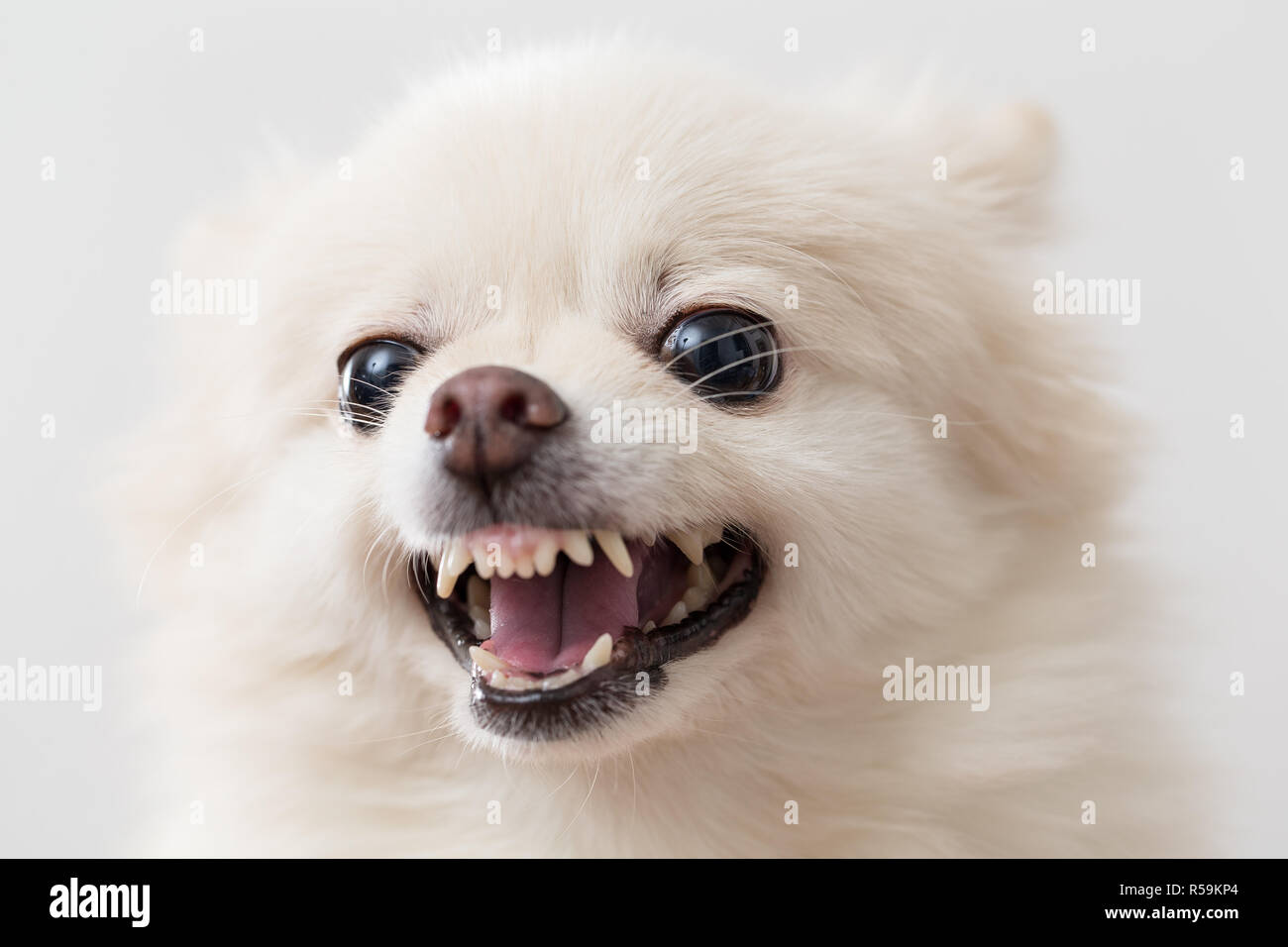 Angry white pomeranian Stock Photo - Alamy
