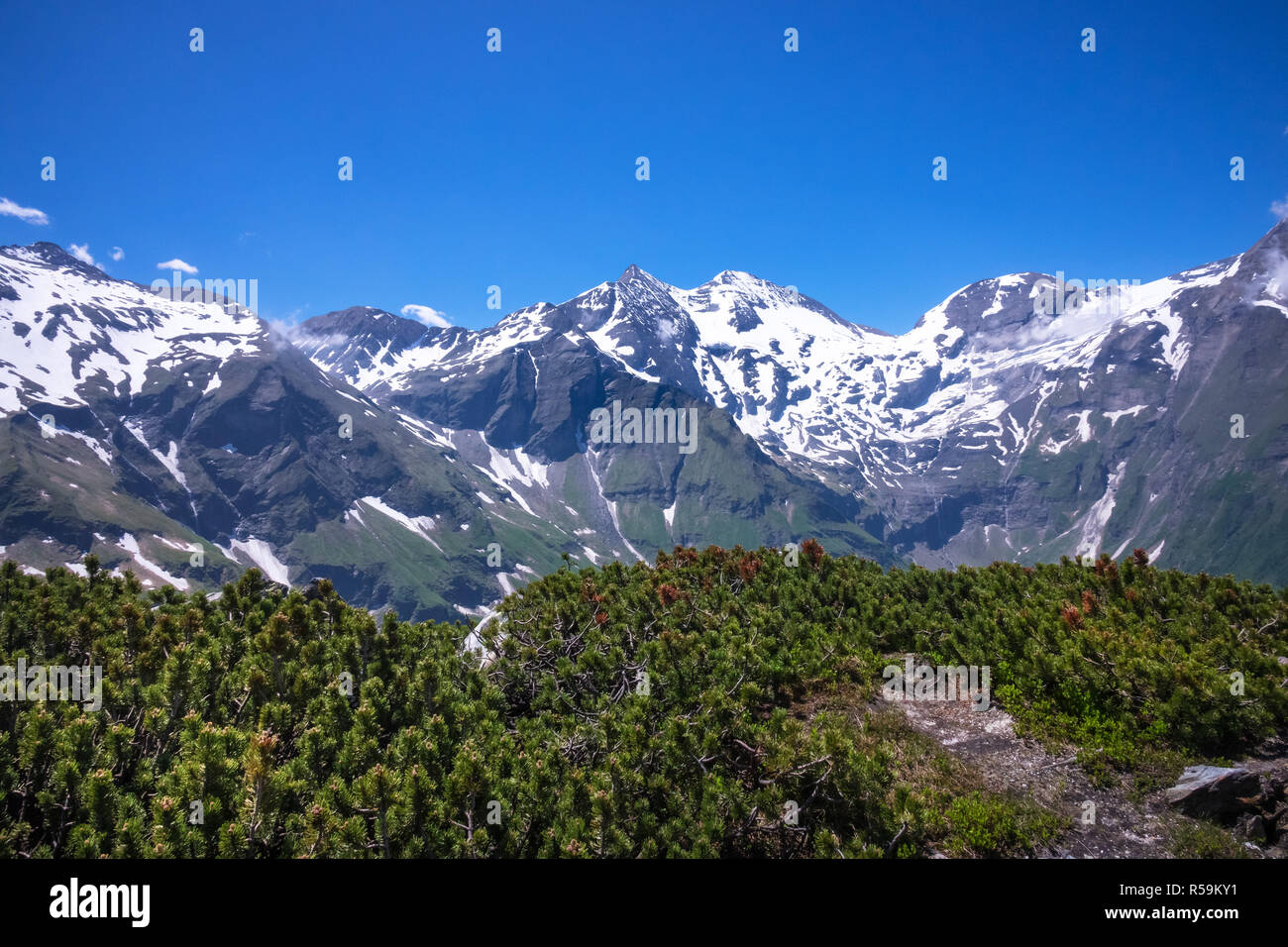 alps with mountain pine in the foreground Stock Photo - Alamy