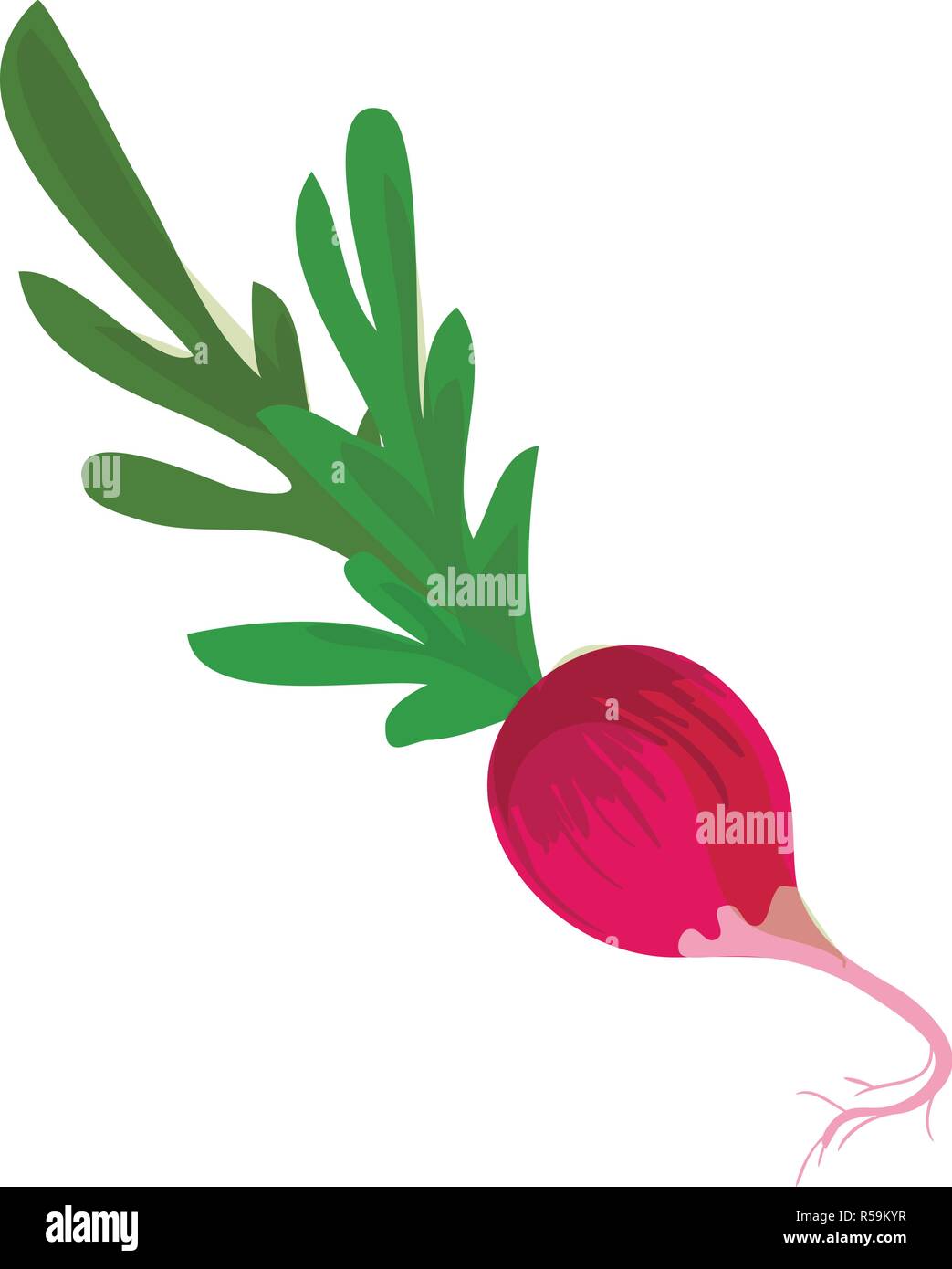 Fresh radish icon. Cartoon of fresh radish vector icon for web design ...