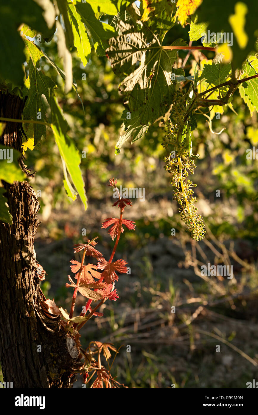 Small plant of vine and green grapes Stock Photo - Alamy