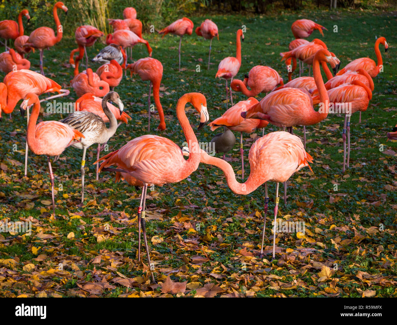 Flamingos birds, zoo Cologne, Germany, EU Stock Photo - Alamy