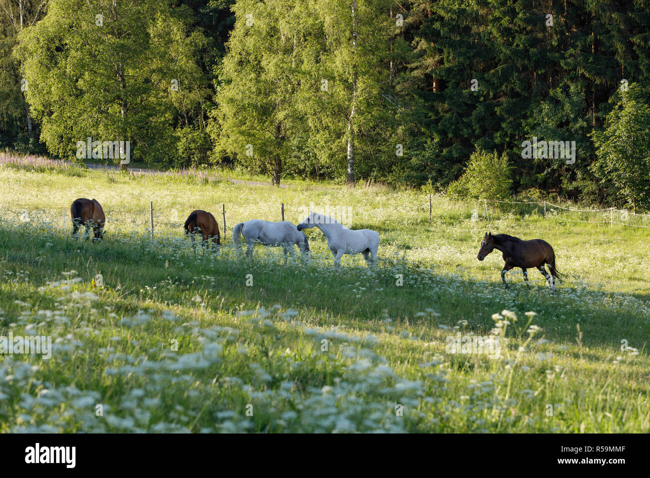Bouncing white stallion hi-res stock photography and images - Alamy