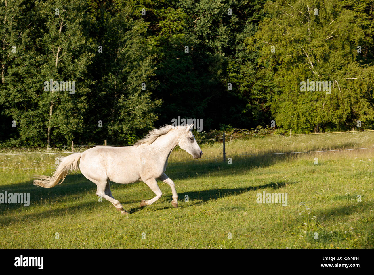 white horse running in spring pasture meadow Stock Photo - Alamy