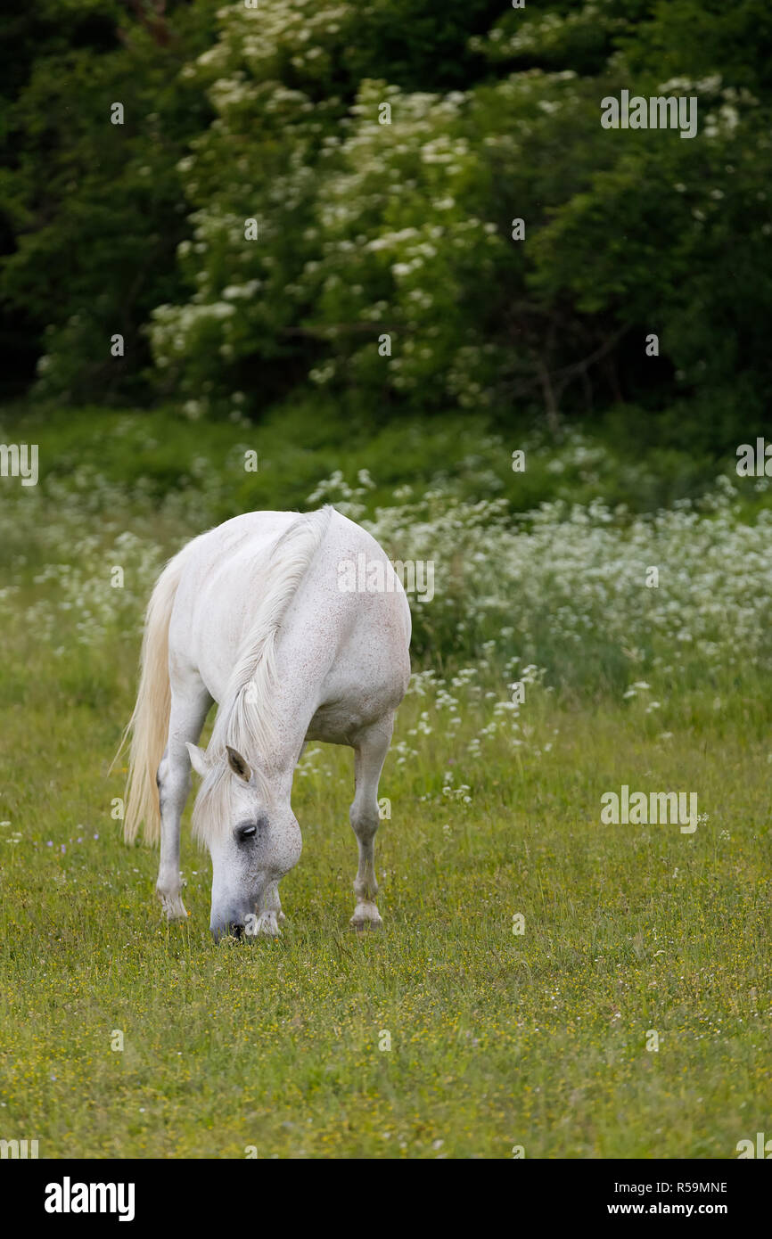 white horse is grazing in a spring meadow Stock Photo - Alamy