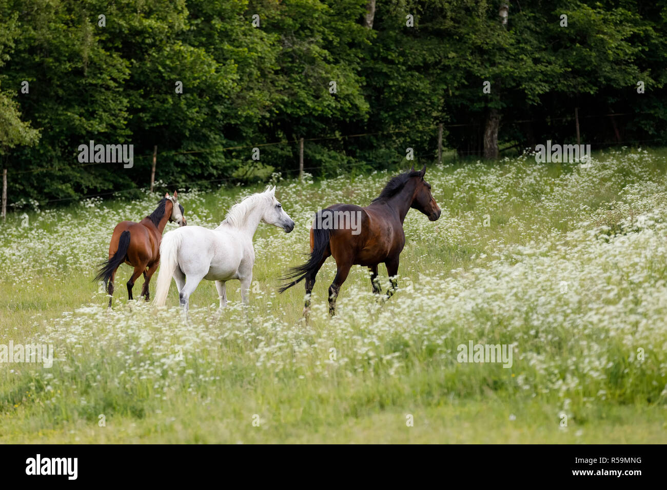 horses running in spring pasture meadow Stock Photo - Alamy