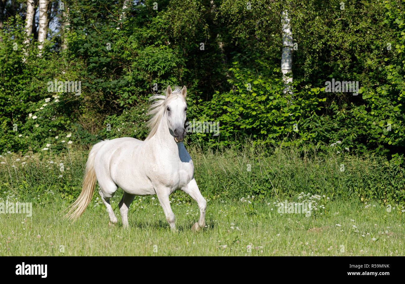 Bouncing white stallion hi-res stock photography and images - Alamy