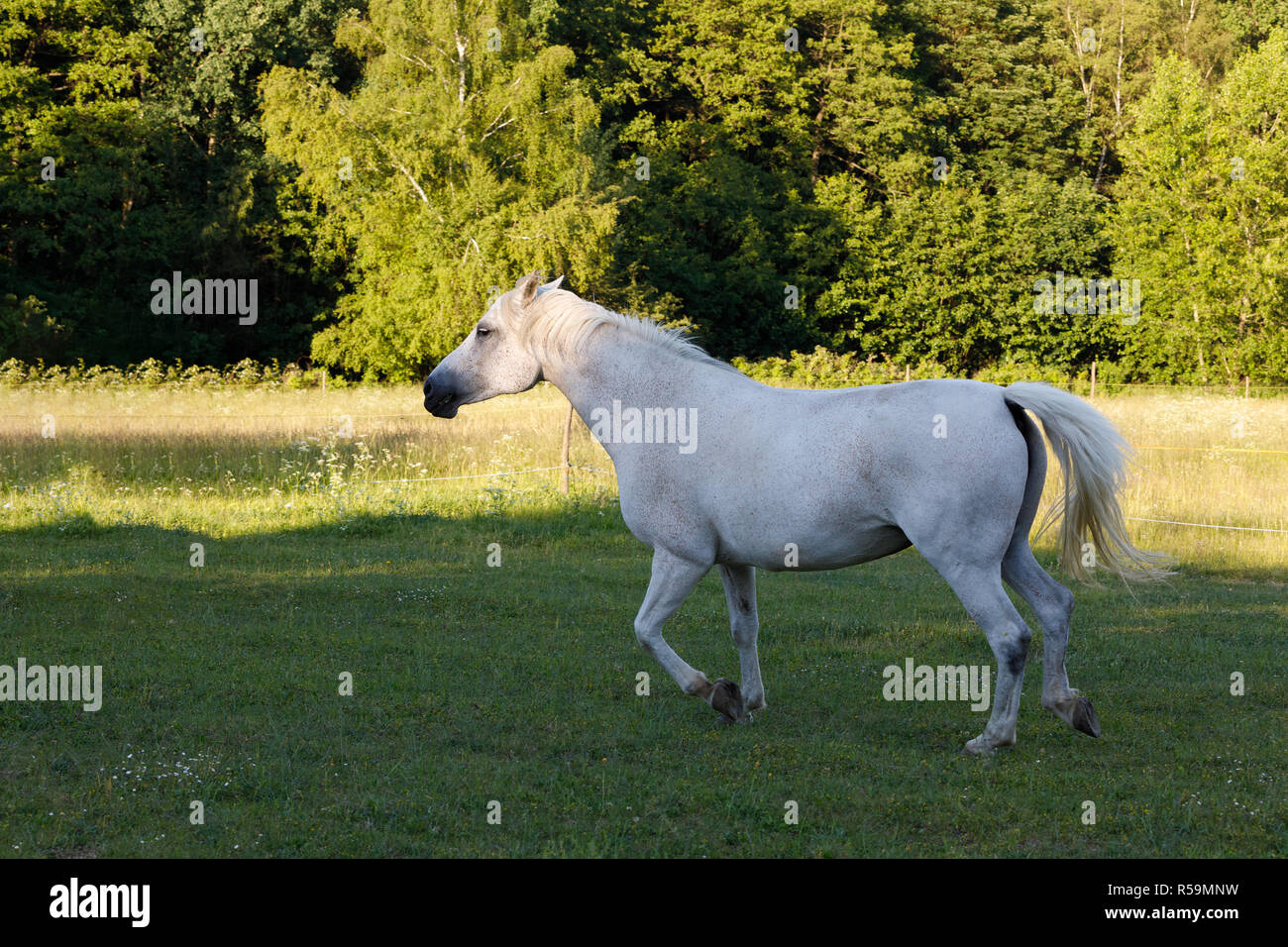white horse running in spring pasture meadow Stock Photo - Alamy