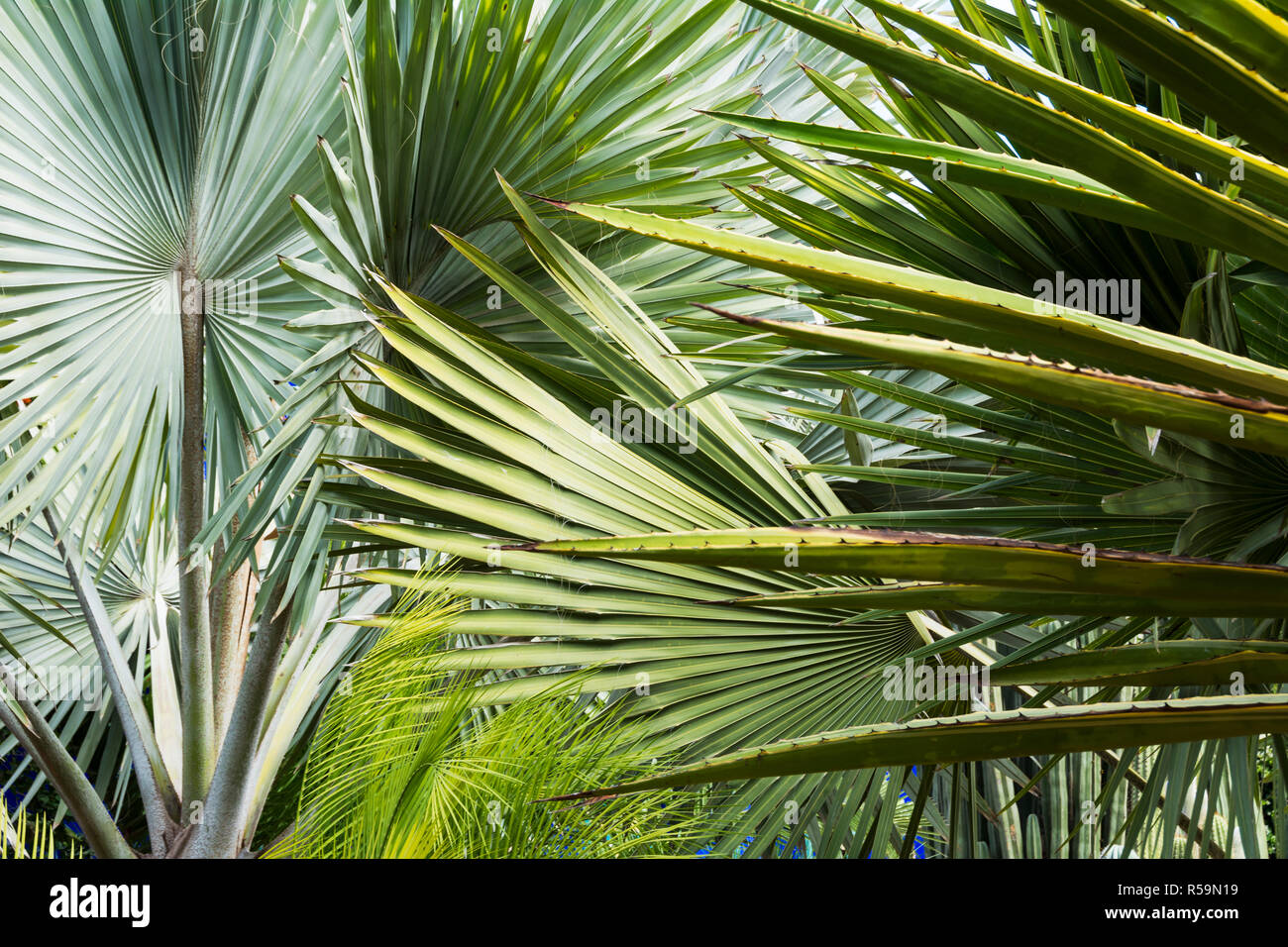 Exotic plants at gardens in Marrakesh in Morocco Stock Photo - Alamy