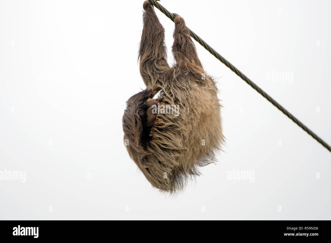 Two Toed Sloth hanging and Sleeping on a Power Line Stock Photo - Alamy