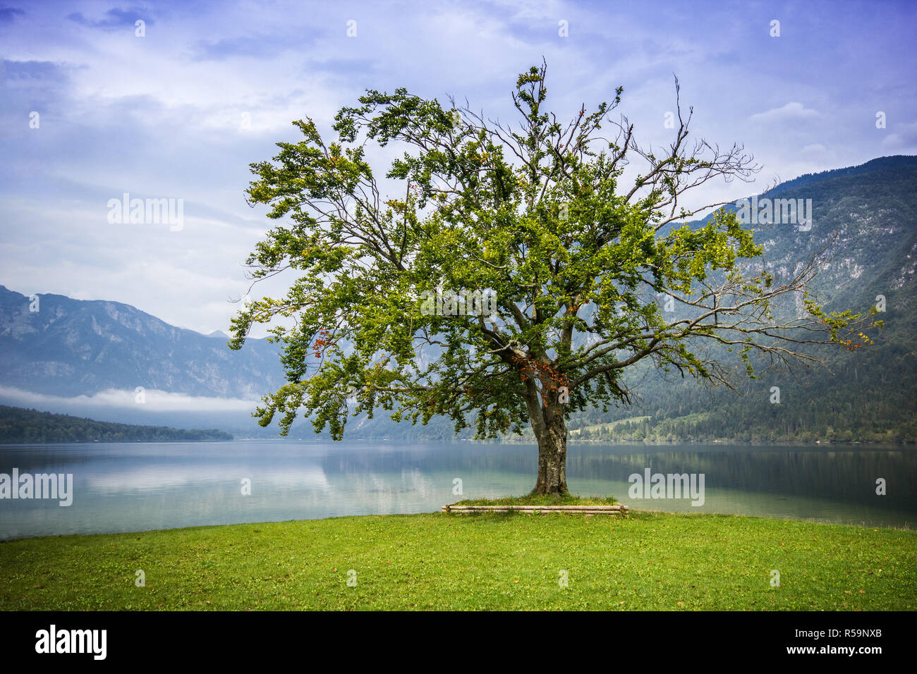 Old big tree standing alone by the lake with high mountains in back ...