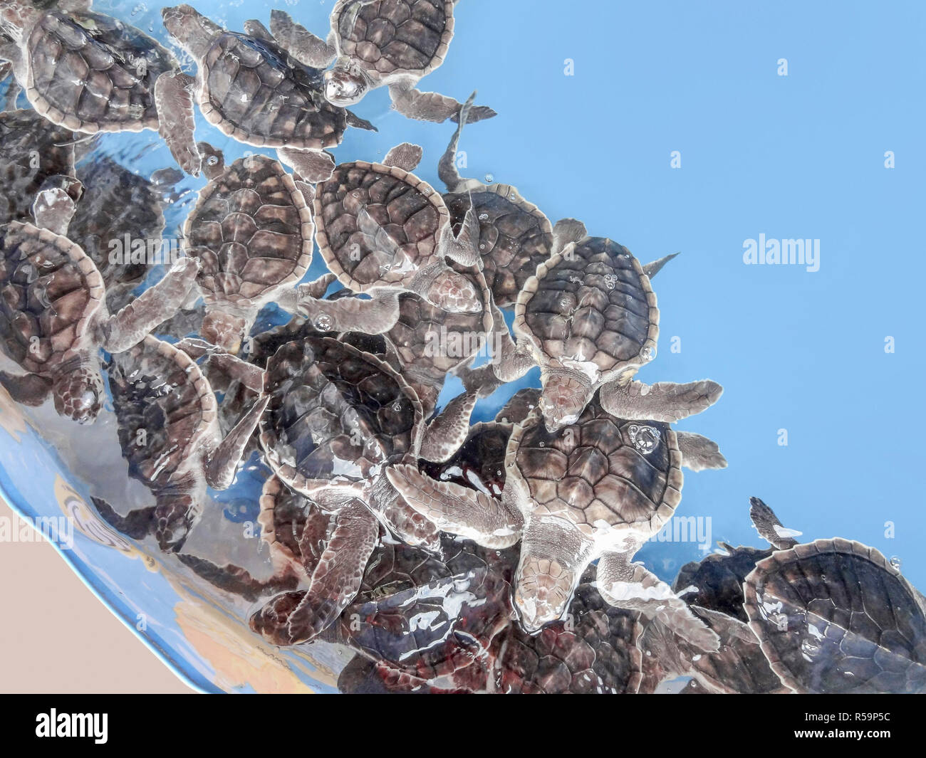 young sea turtles Stock Photo - Alamy