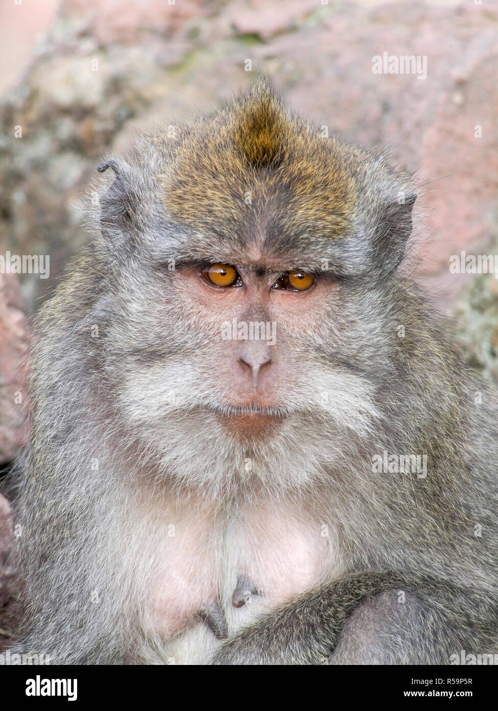 Makake portrait hi-res stock photography and images - Alamy