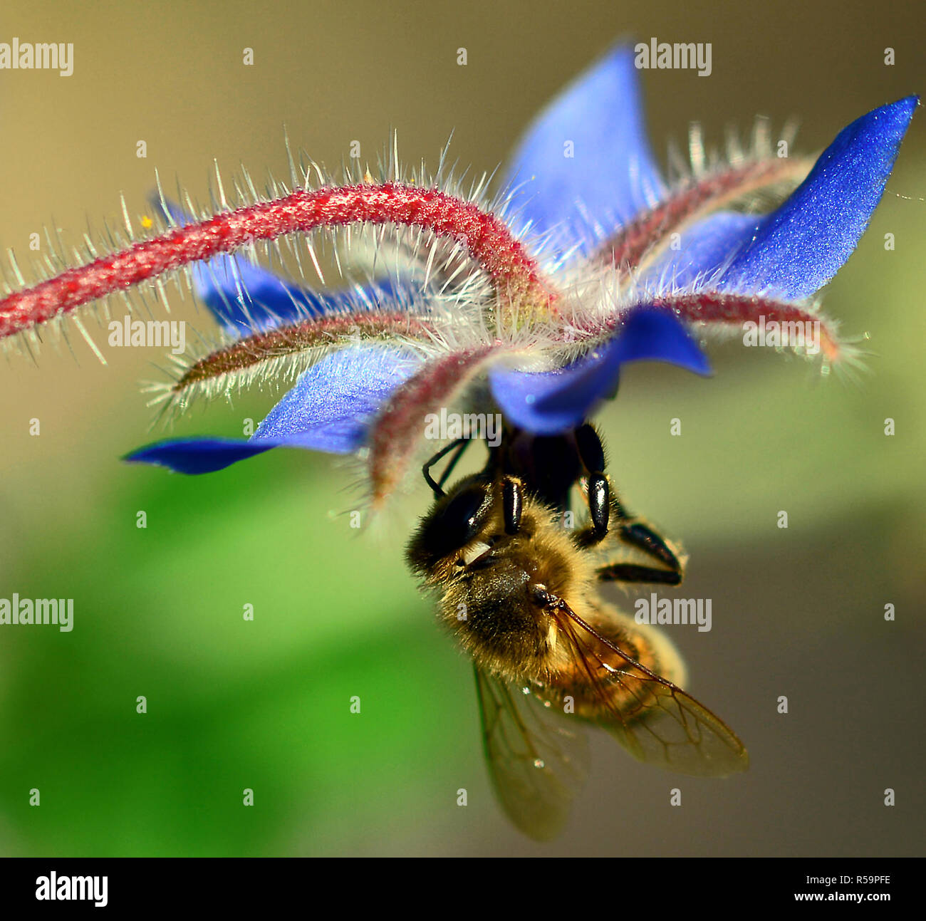 flora and fauna Stock Photo - Alamy