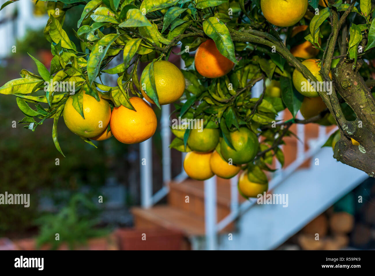 Sour Orange Tree Stock Photos & Sour Orange Tree Stock Images - Alamy