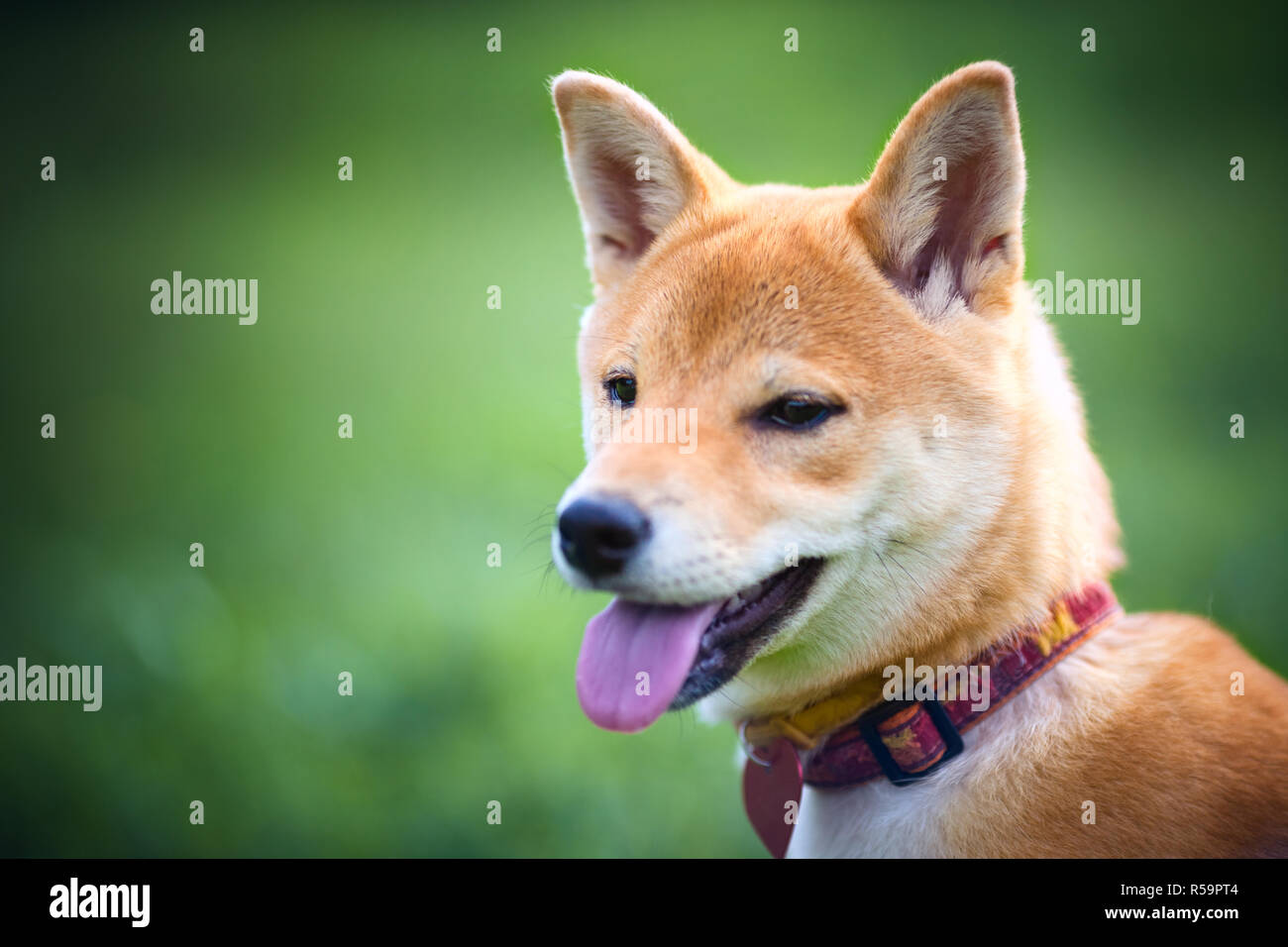 Shiba inu cut hi-res stock photography and images - Alamy