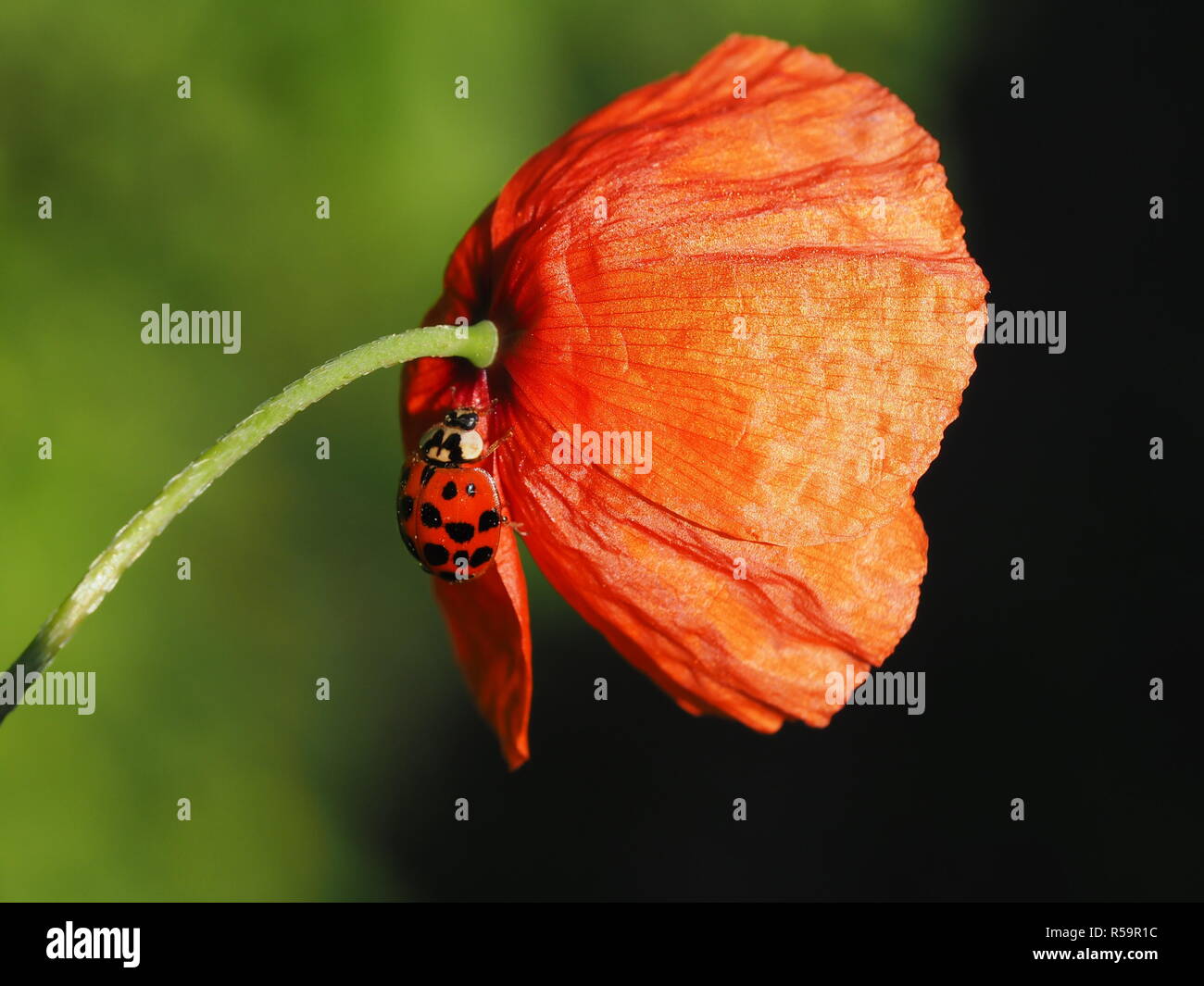 Ladybug insects hi-res stock photography and images - Alamy