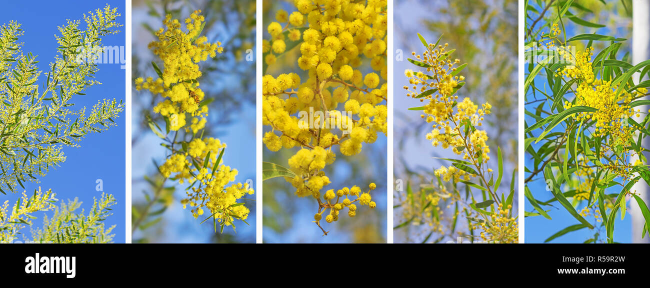 Native flowers australian banner hi-res stock photography and images ...