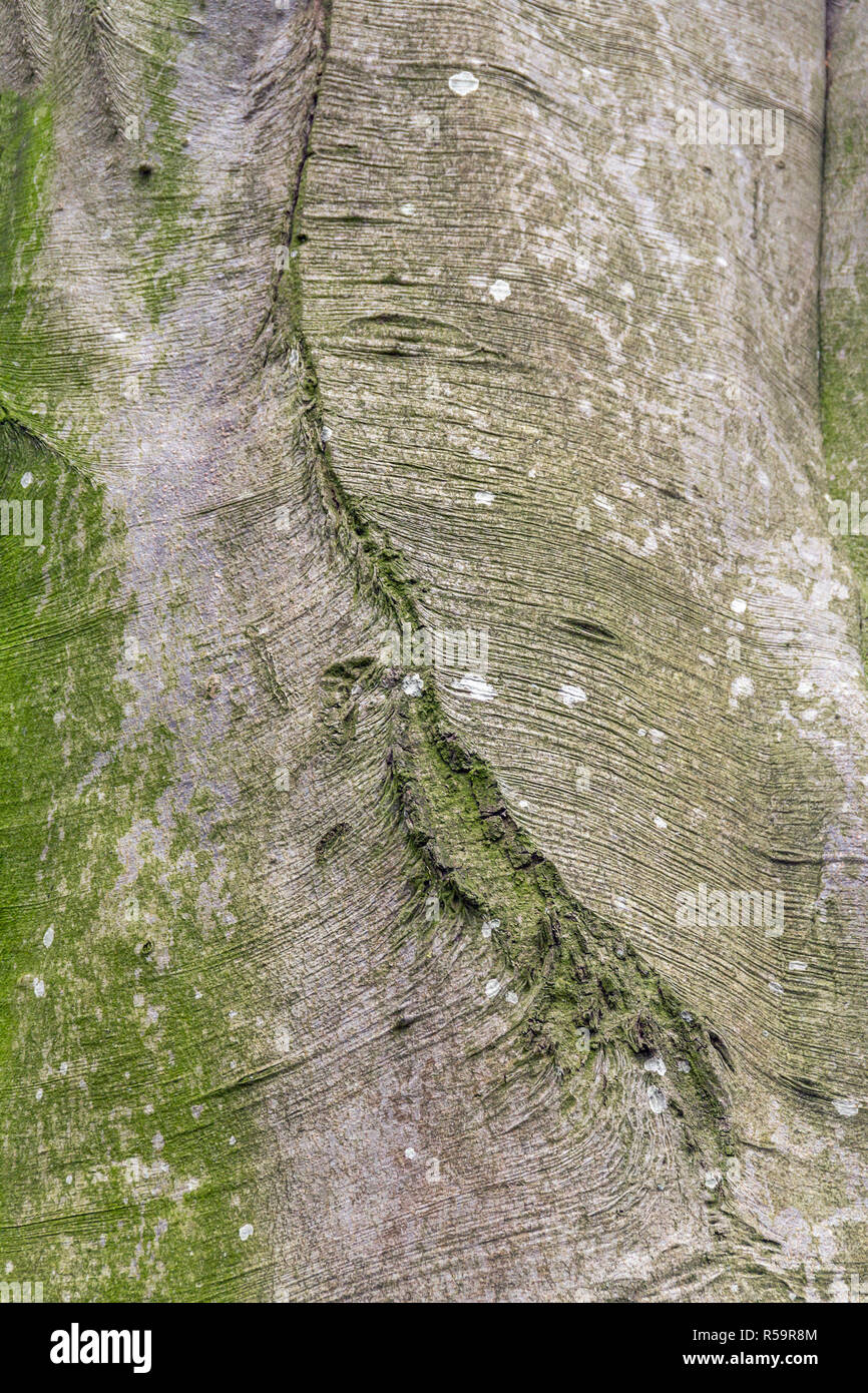natural bark detail Stock Photo - Alamy