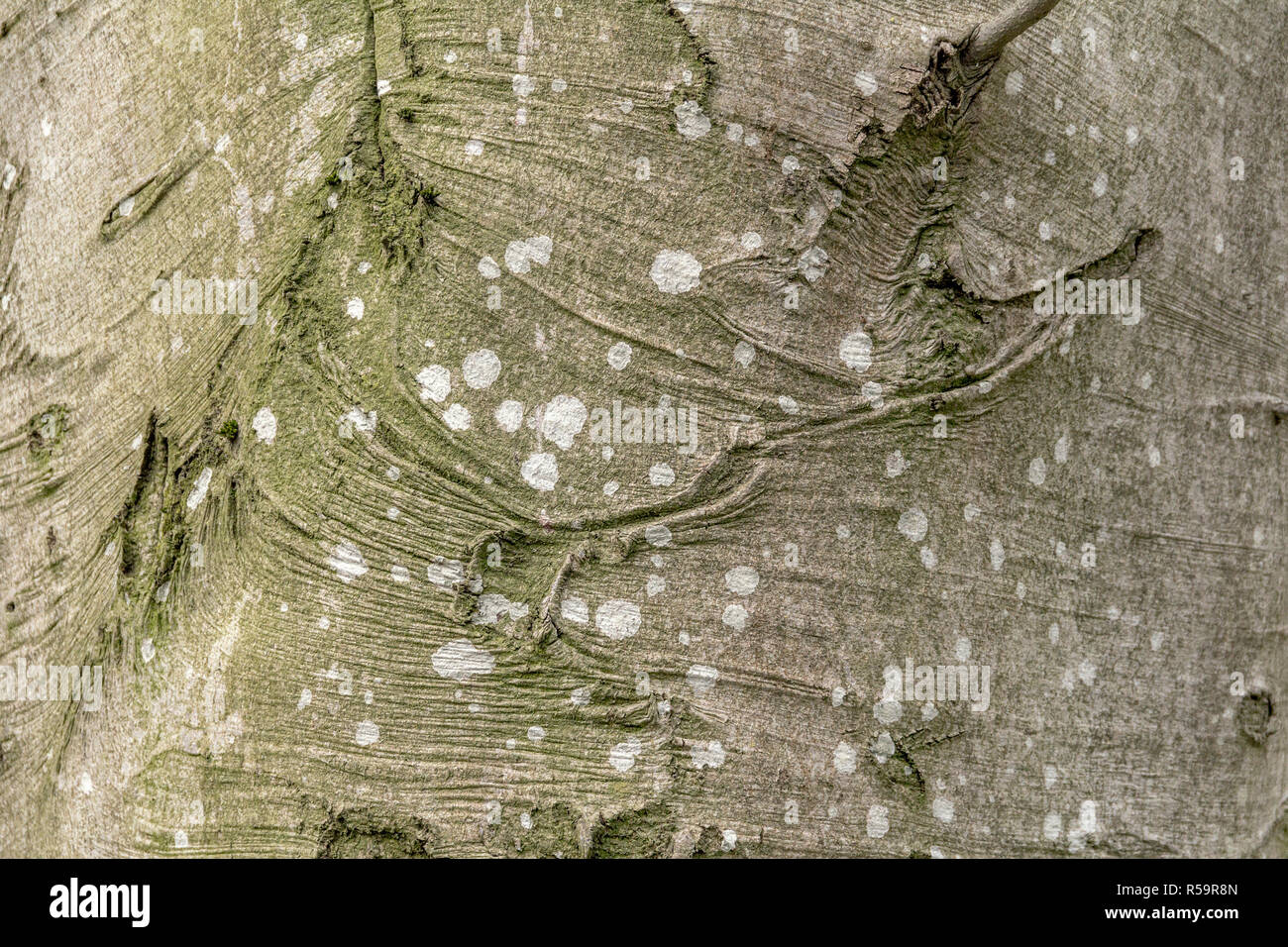 Detail bark piece section hi-res stock photography and images - Alamy