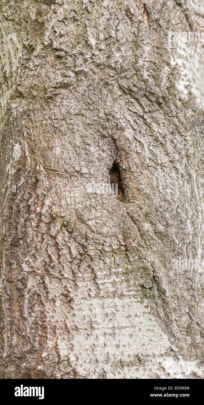 Detail bark piece section hi-res stock photography and images - Alamy