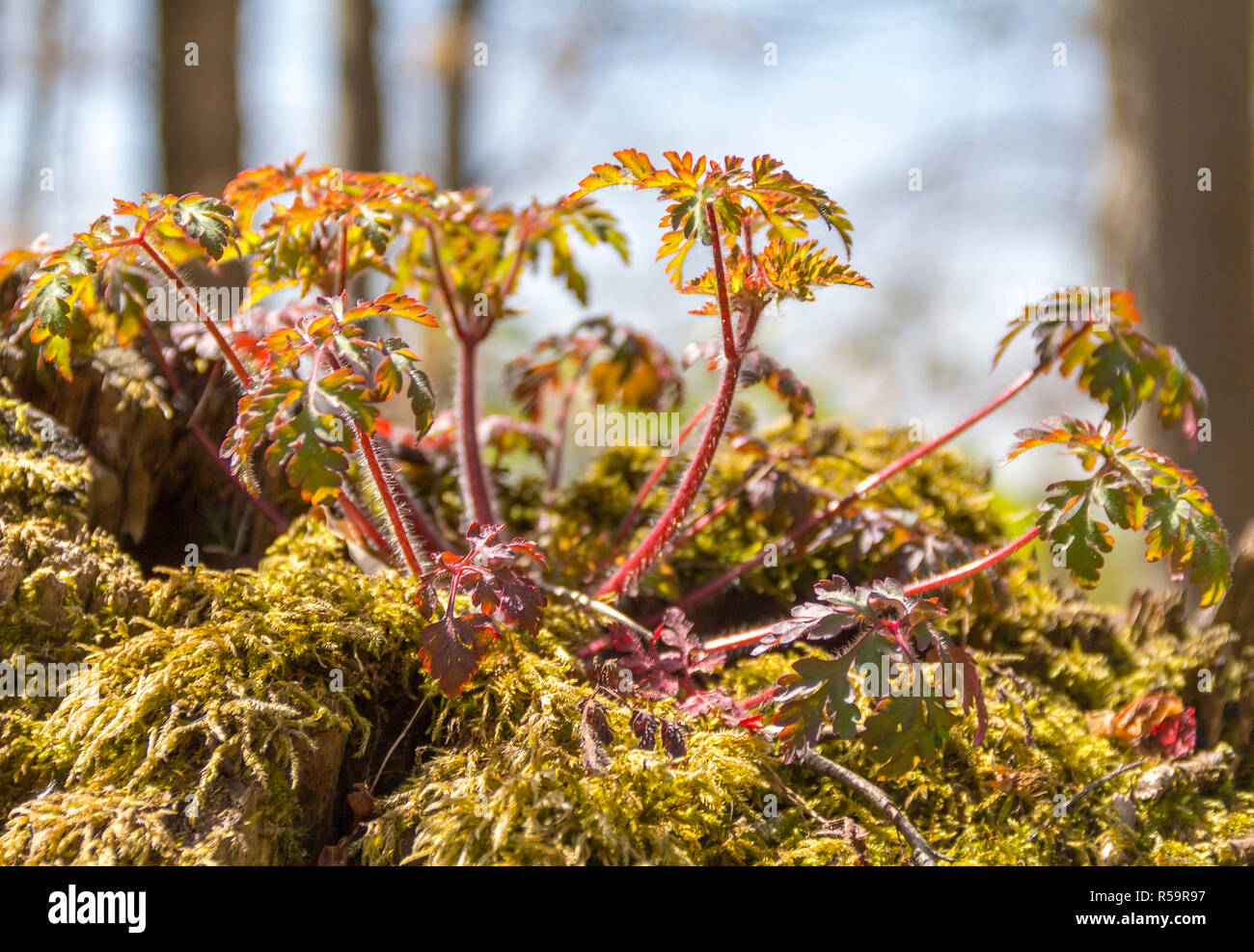 forest plans detail Stock Photo - Alamy