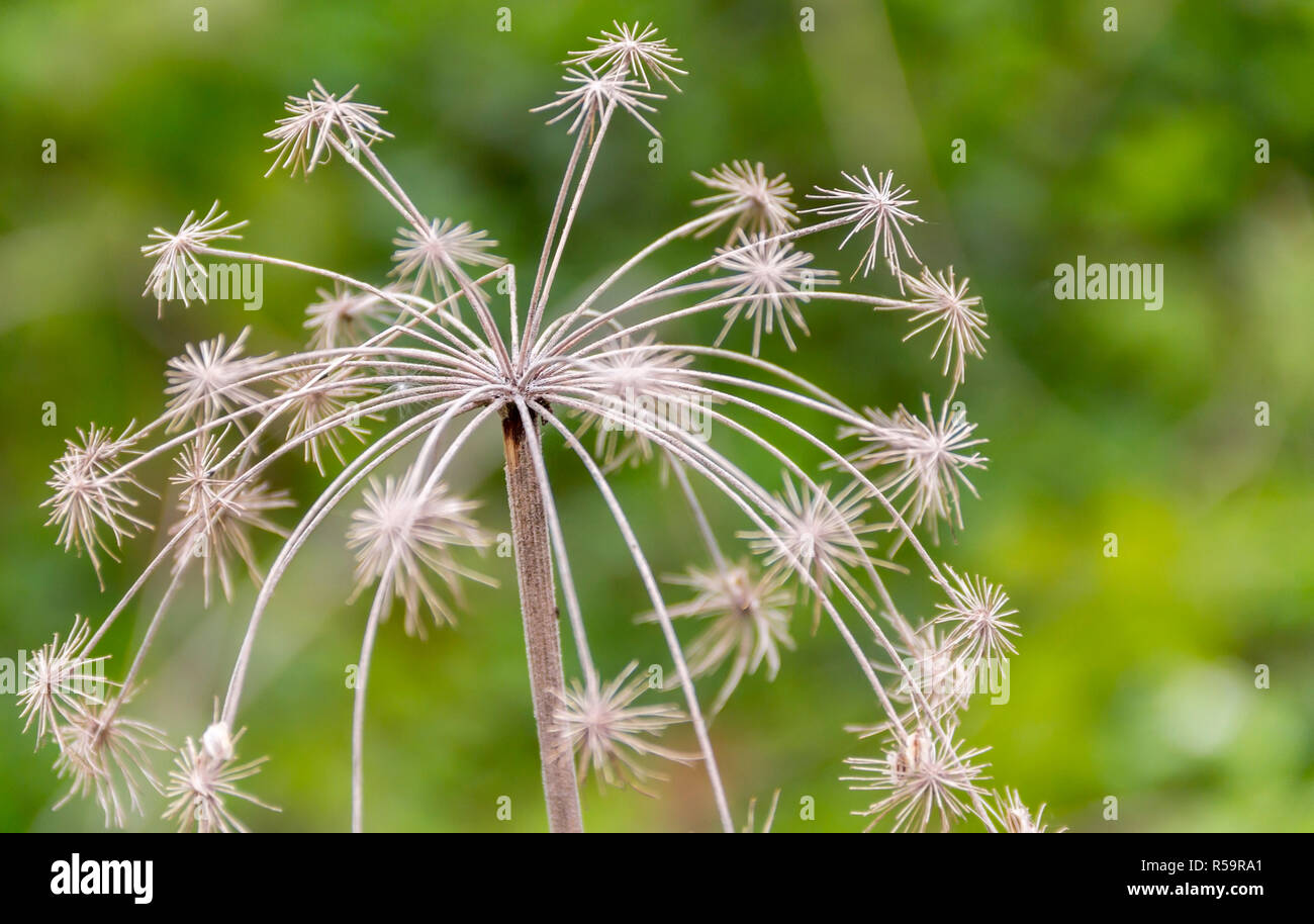Sere flower hi-res stock photography and images - Alamy